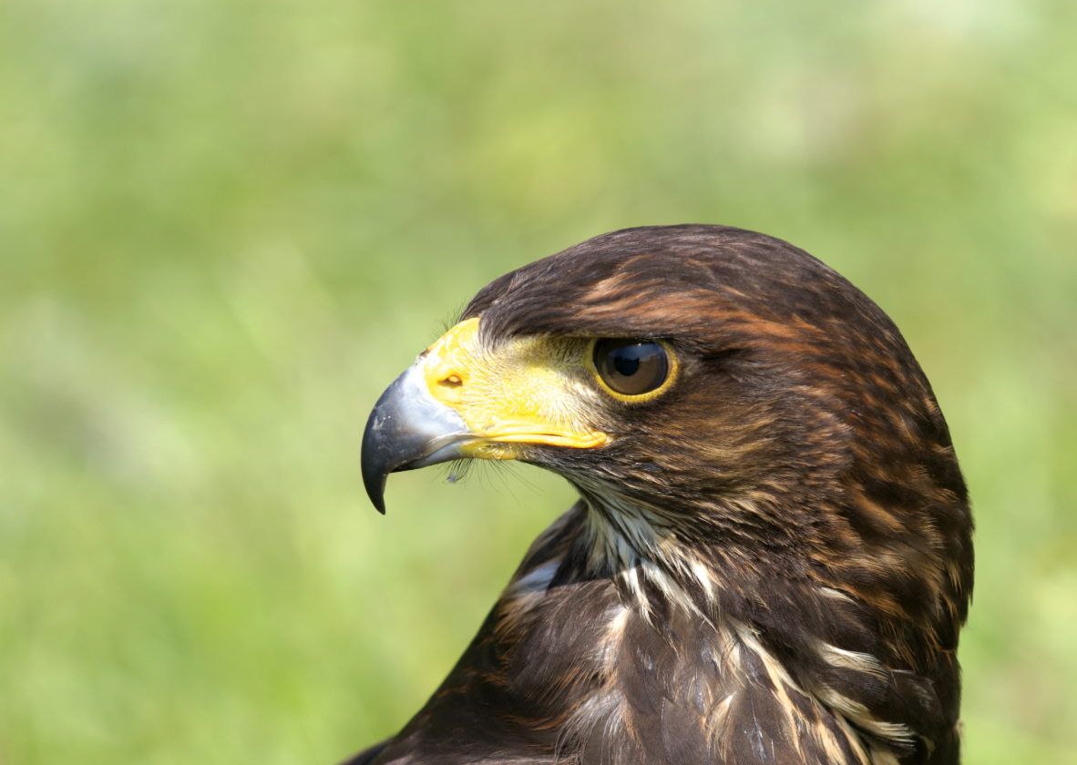 Outdoor Japan Magazine - The Hawk and Hare Inn