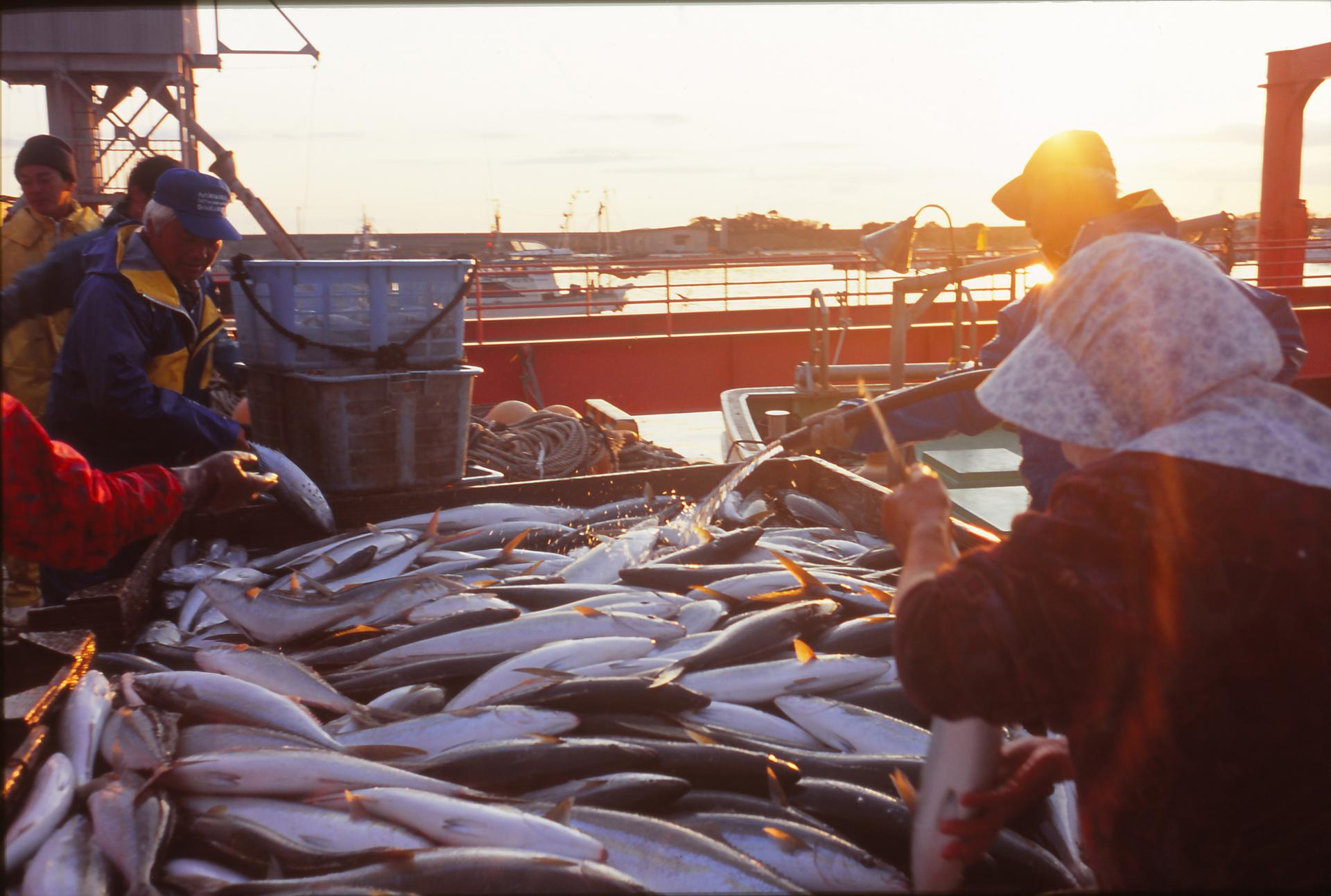 Damage on the Fishing Industry on Japan