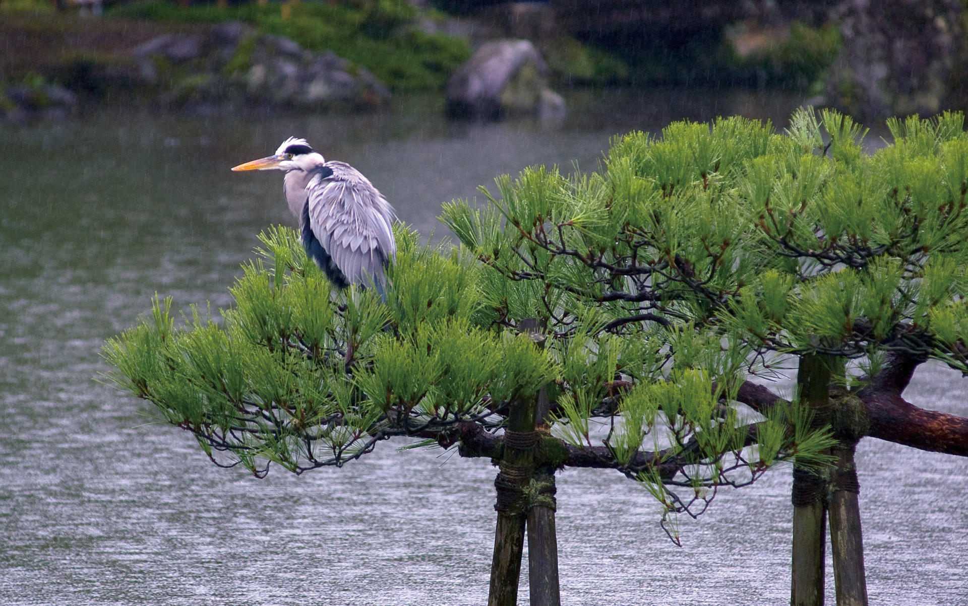 Outdoor Japan Magazine - Heaven is a Golden Marsh