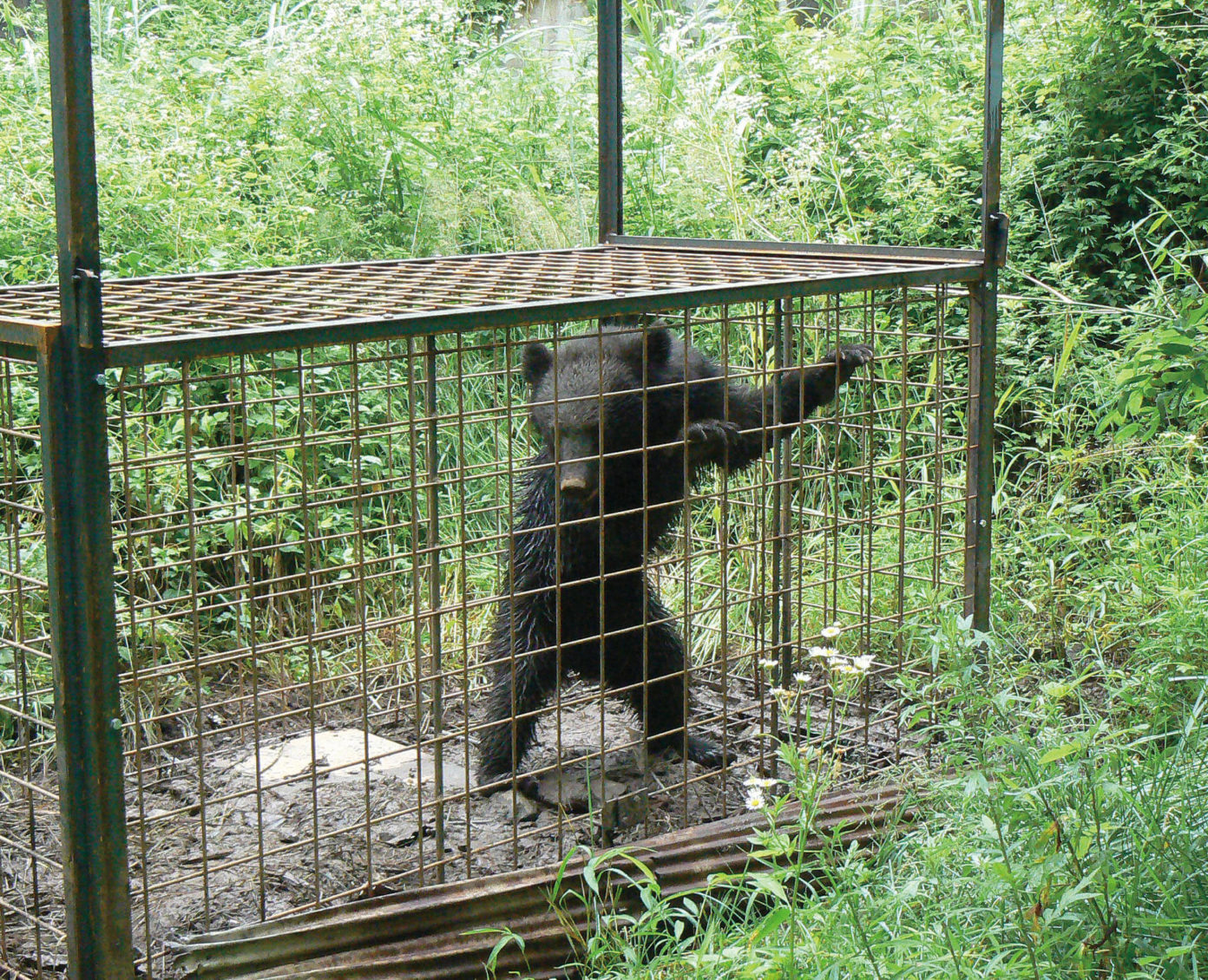 Outdoor Japan Magazine - Bears in Japan