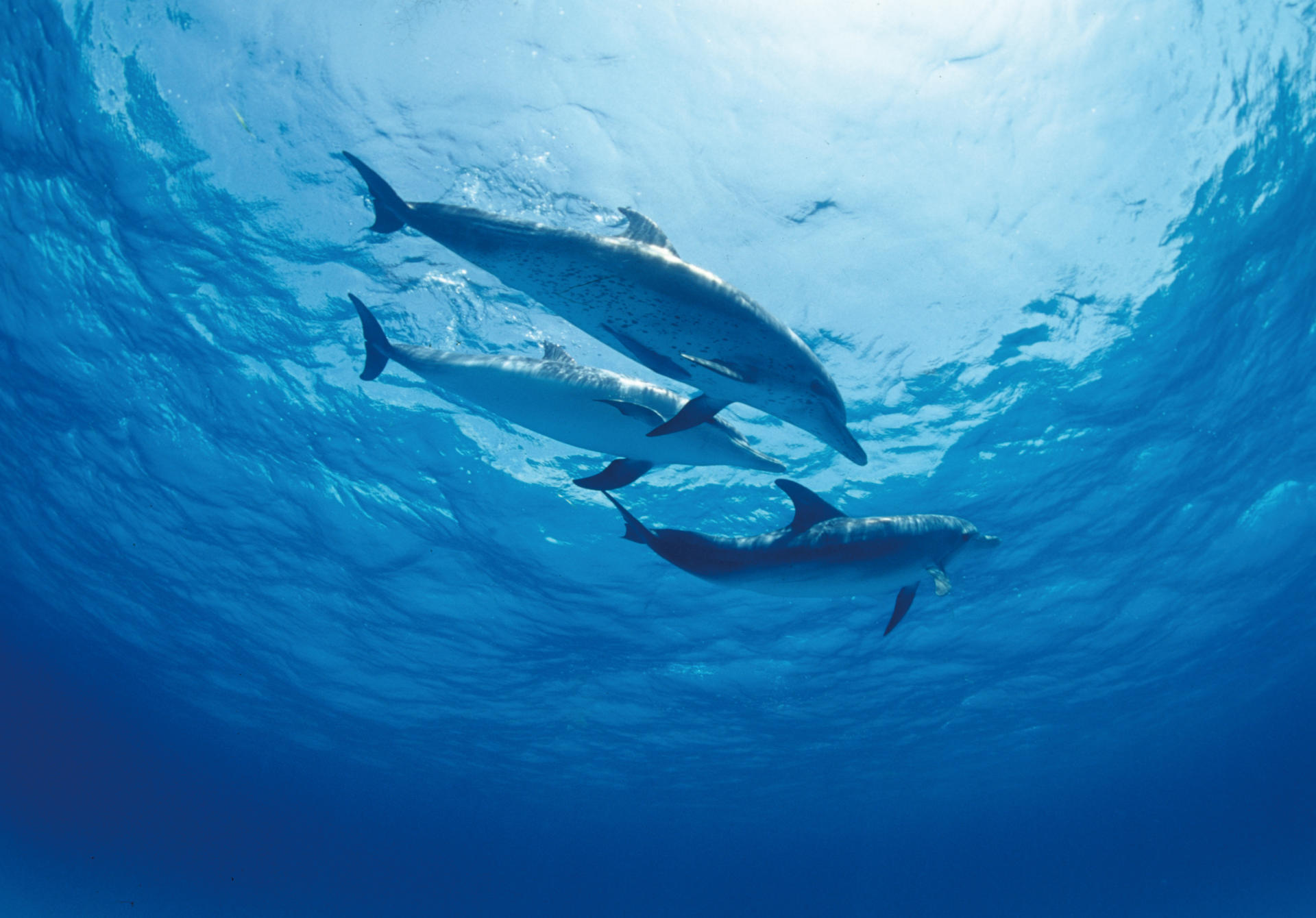 Outdoor Japan Magazine - A Wild Dolphin Ride