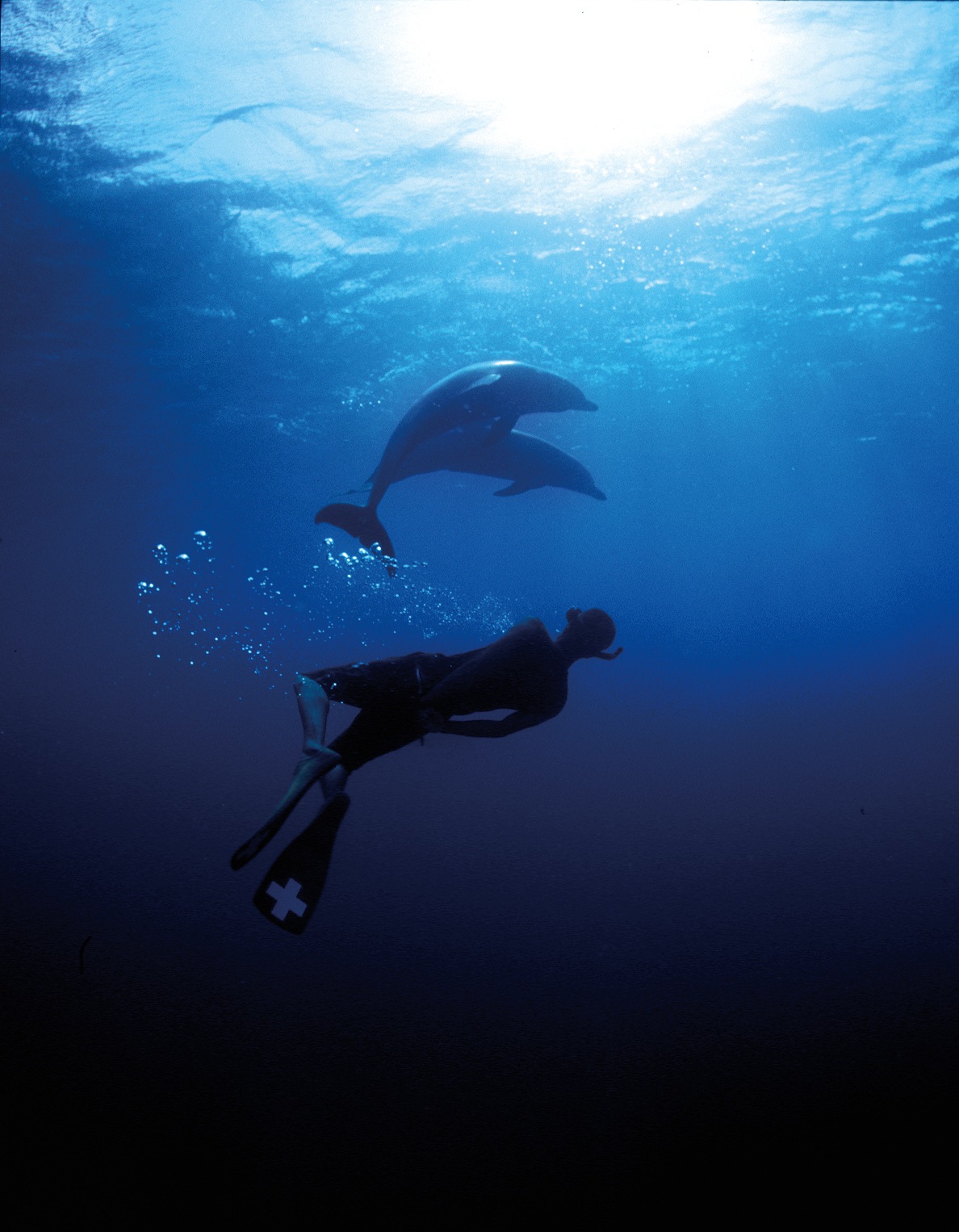 Outdoor Japan Magazine - A Wild Dolphin Ride