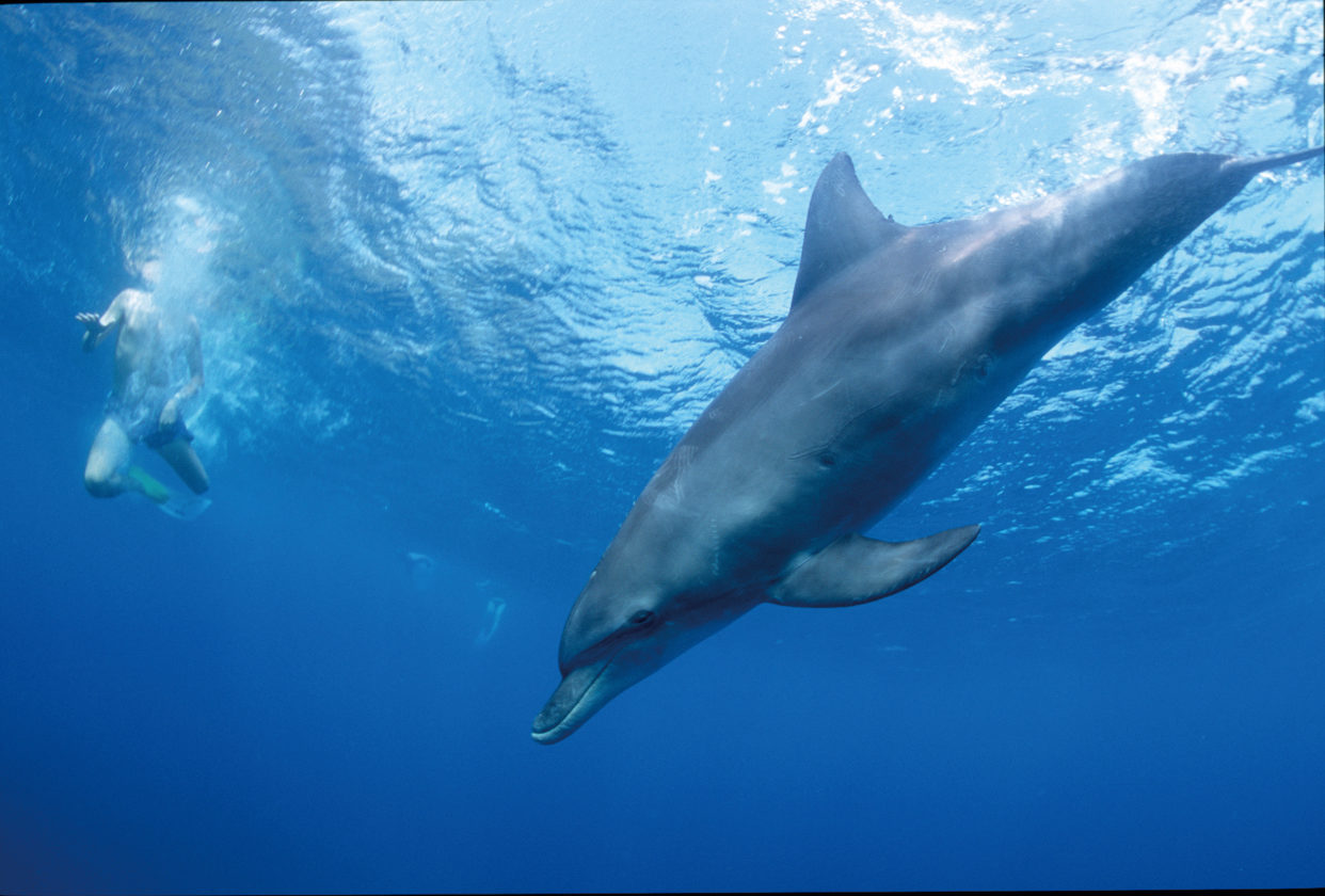 Outdoor Japan Magazine - A Wild Dolphin Ride