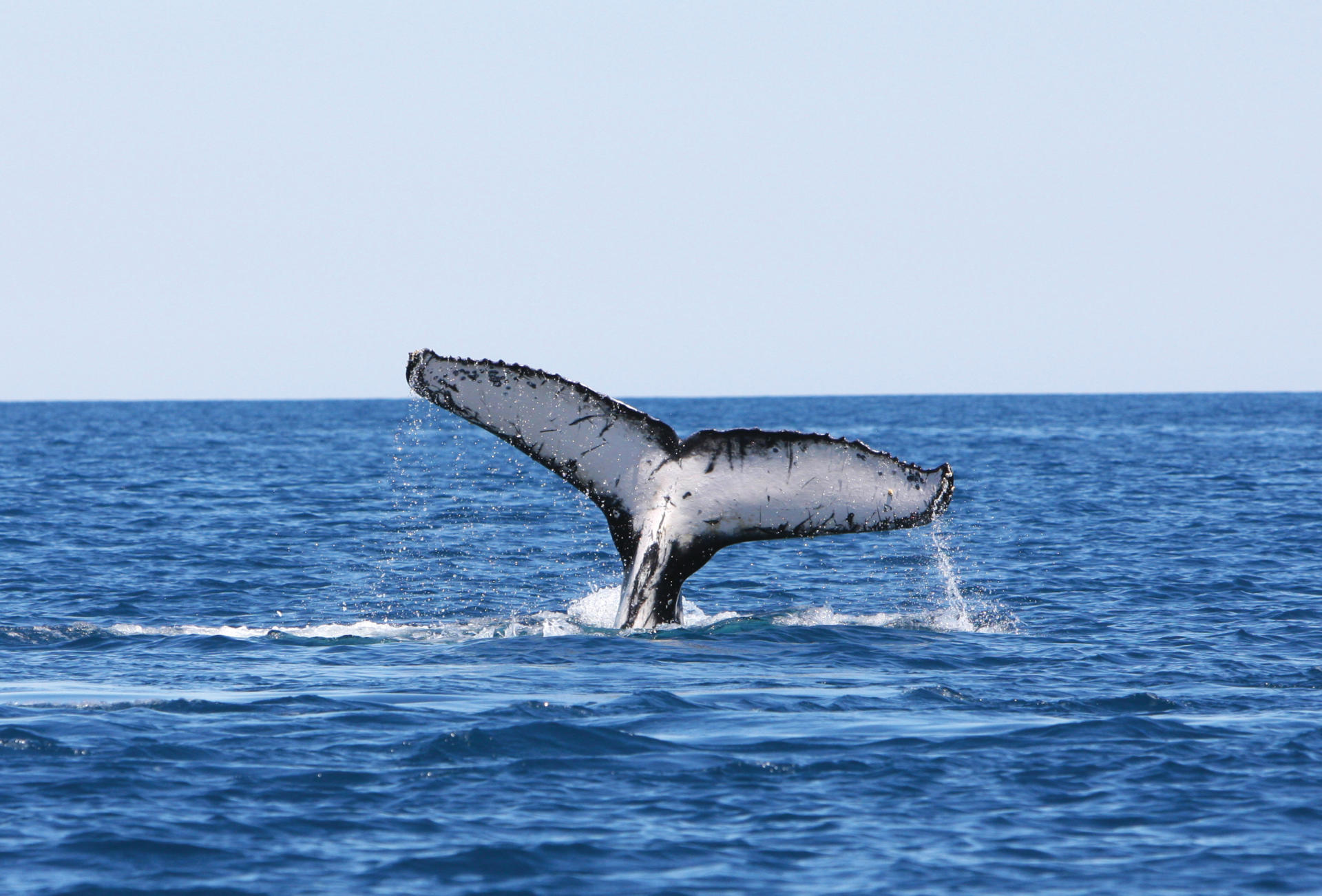 Outdoor Japan Magazine - Whaling: Tradition and Conservation vs. Fear ...