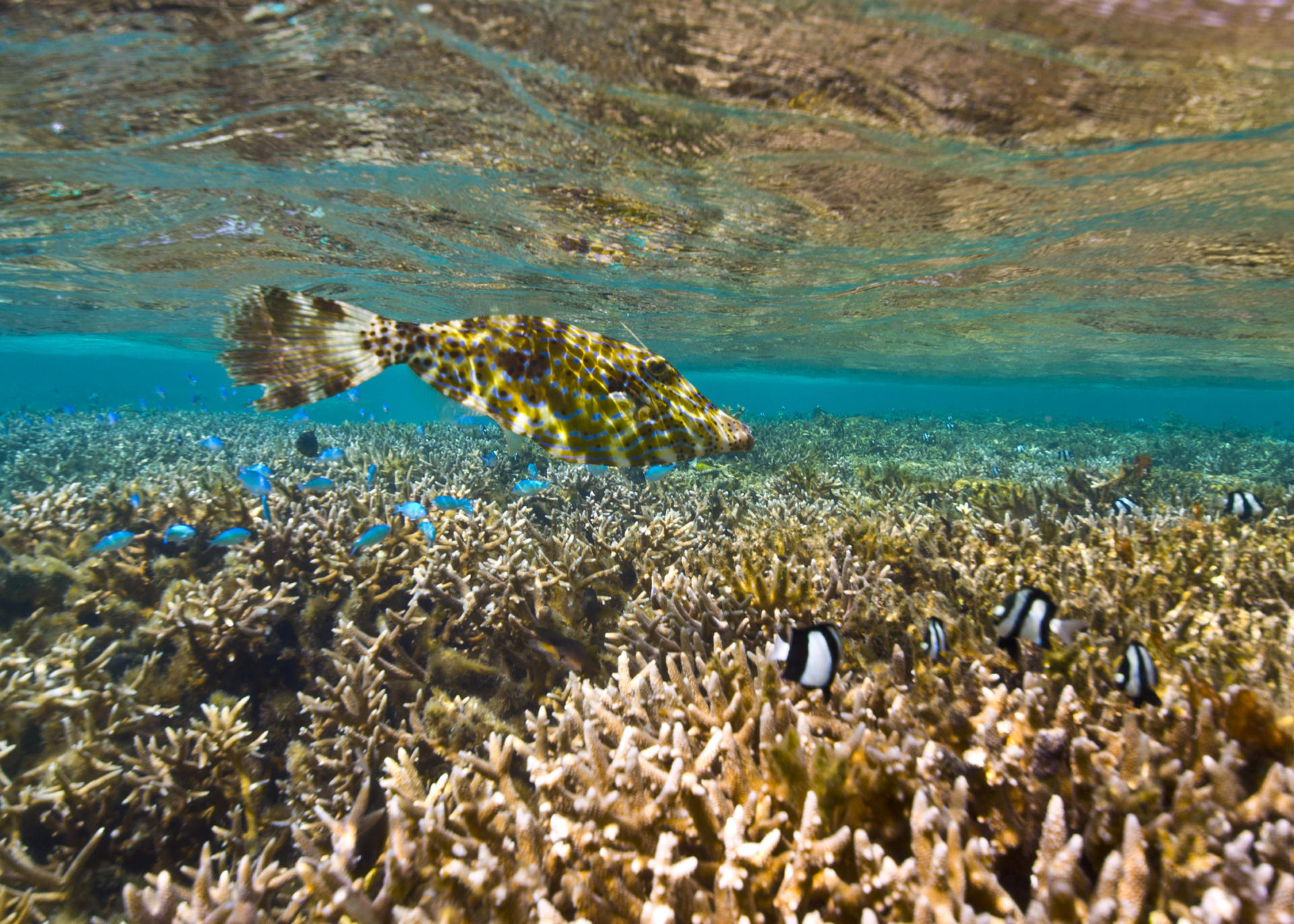 Outdoor Japan Magazine - Guam’s Pacific Treasures