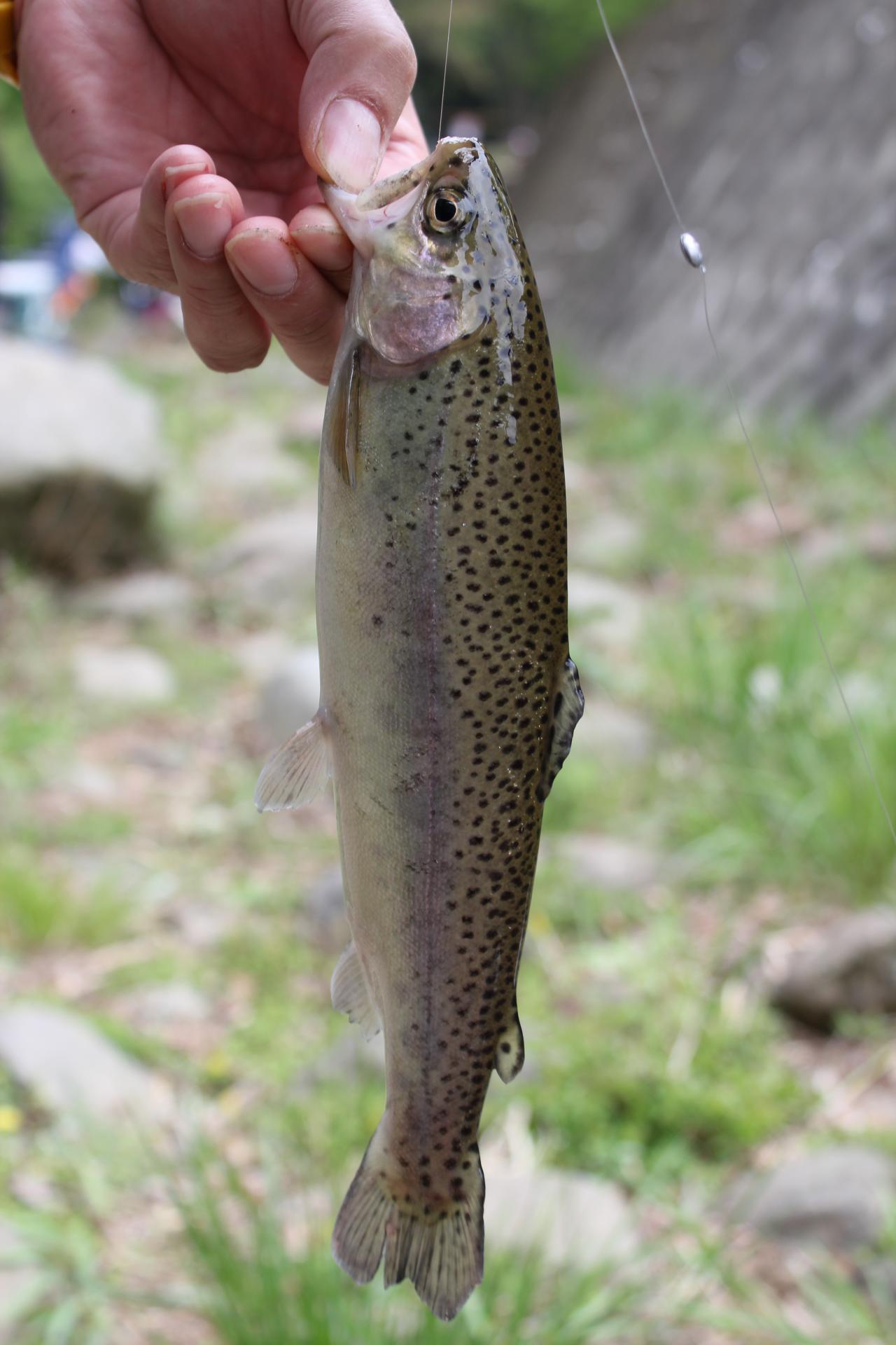 The Simplest Things - Trout Fishing in Japan - Japan Angler