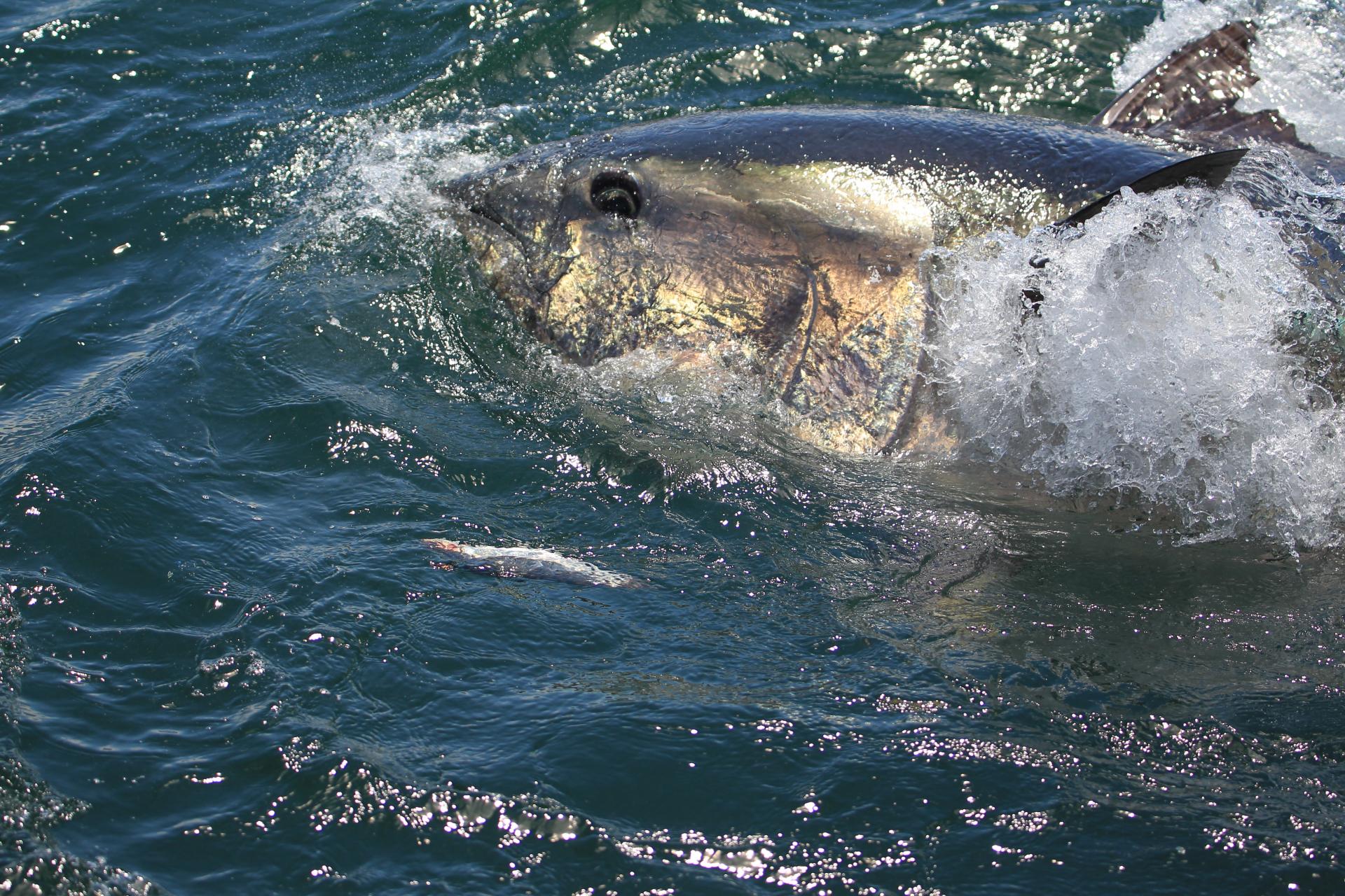 Outdoor Japan TRAVELER Magazine - Issue 41 - Autumn 2011 - JAPAN ANGLER ...