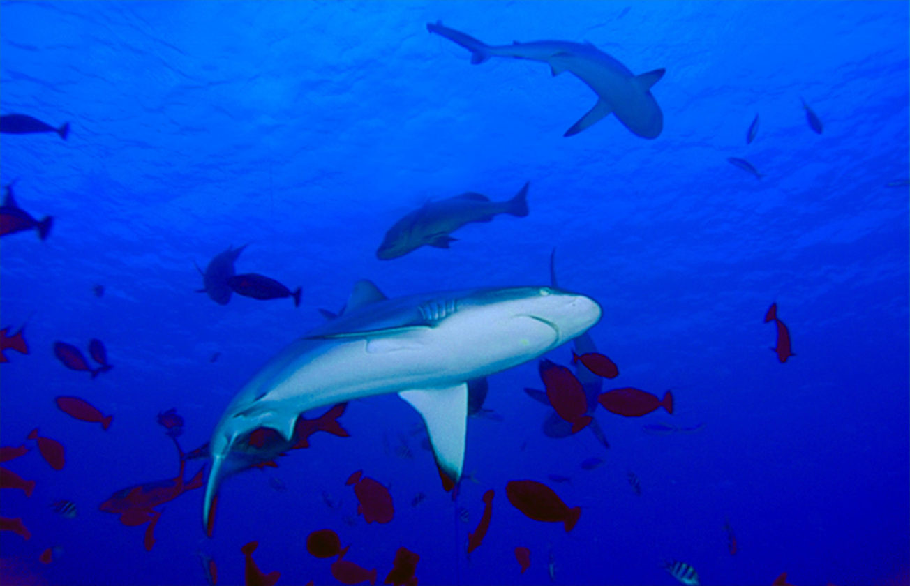 Outdoor Japan Traveler - Issue 44 - Summer 2012 - Pohnpei: A rare ...