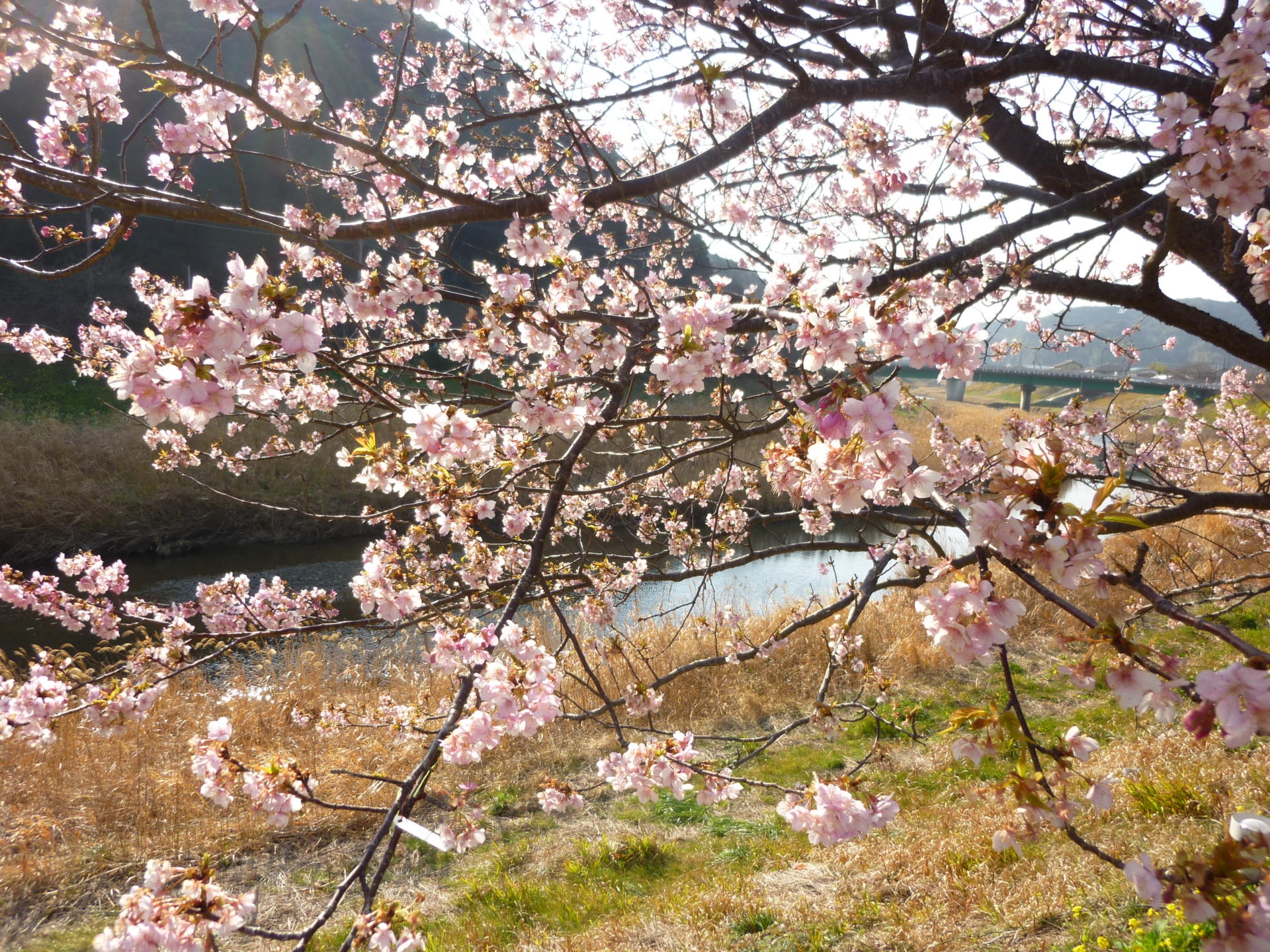 Blazing Spring Trails: Spring Trail Running in Japan