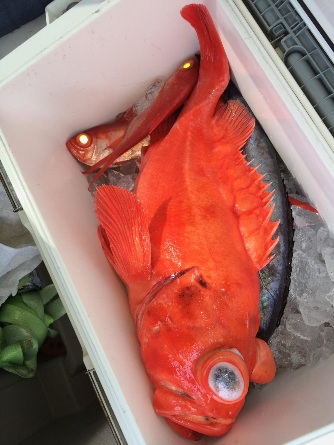 Outdoor Japan Traveler - Issue 51 (Spring 2014) - Japan Angler - Real ...