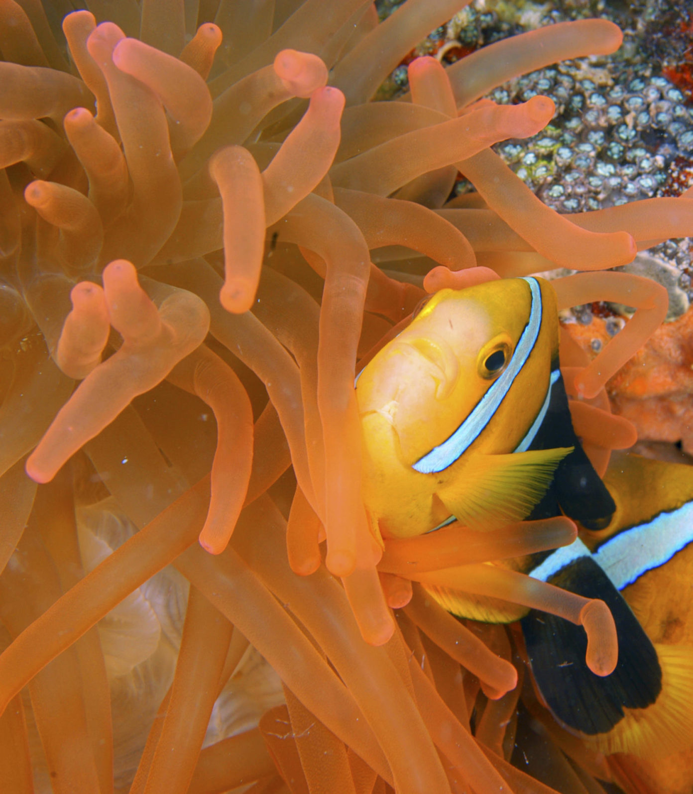 Outdoor Japan Traveler - Issue 52 - Summer 2014 - Micronesia Island ...