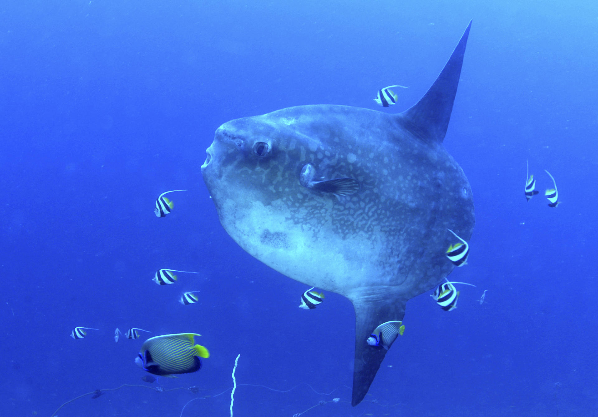 Islands of the Demon King