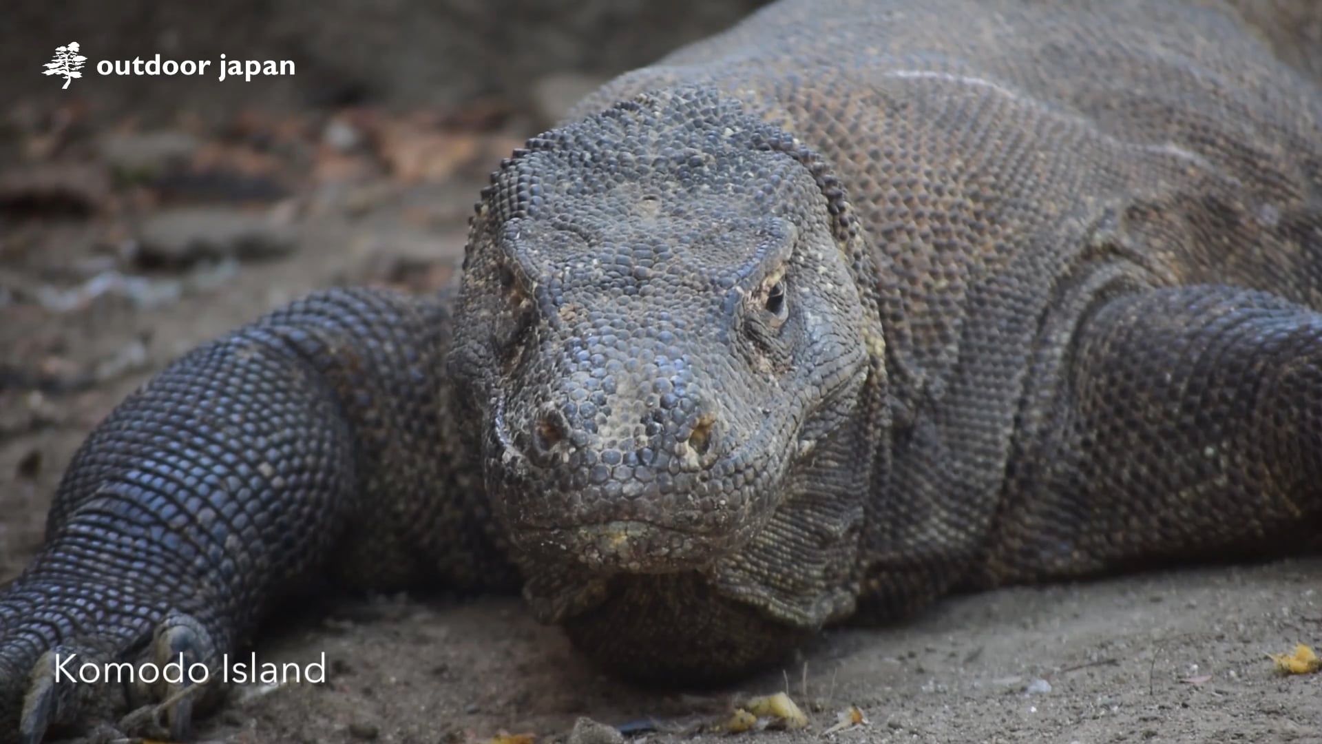 Chasing Dragons in Komodo
