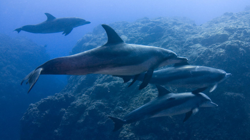 Japan’s Top 10 Dives - Outdoor Japan