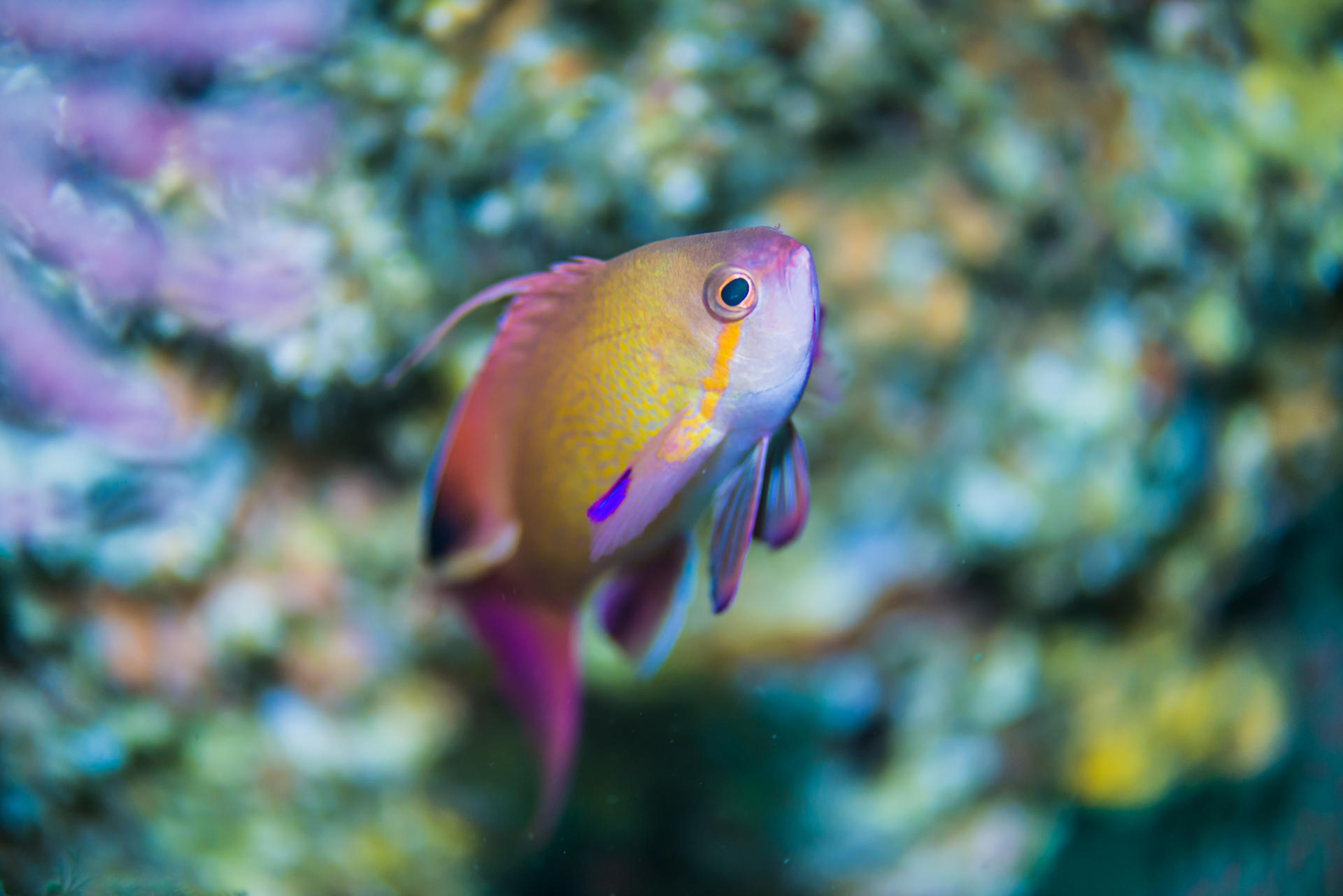 Japan’s Top 10 Dives - Outdoor Japan