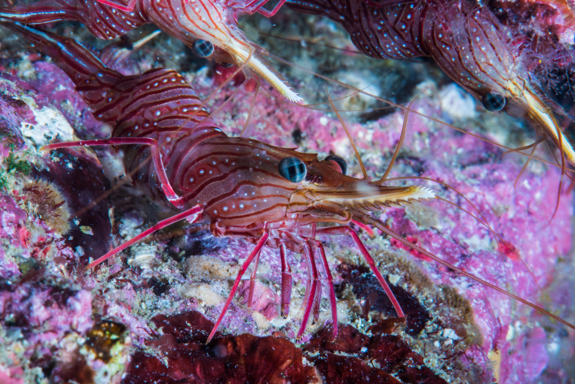 Japan’s Top 10 Dives - Outdoor Japan