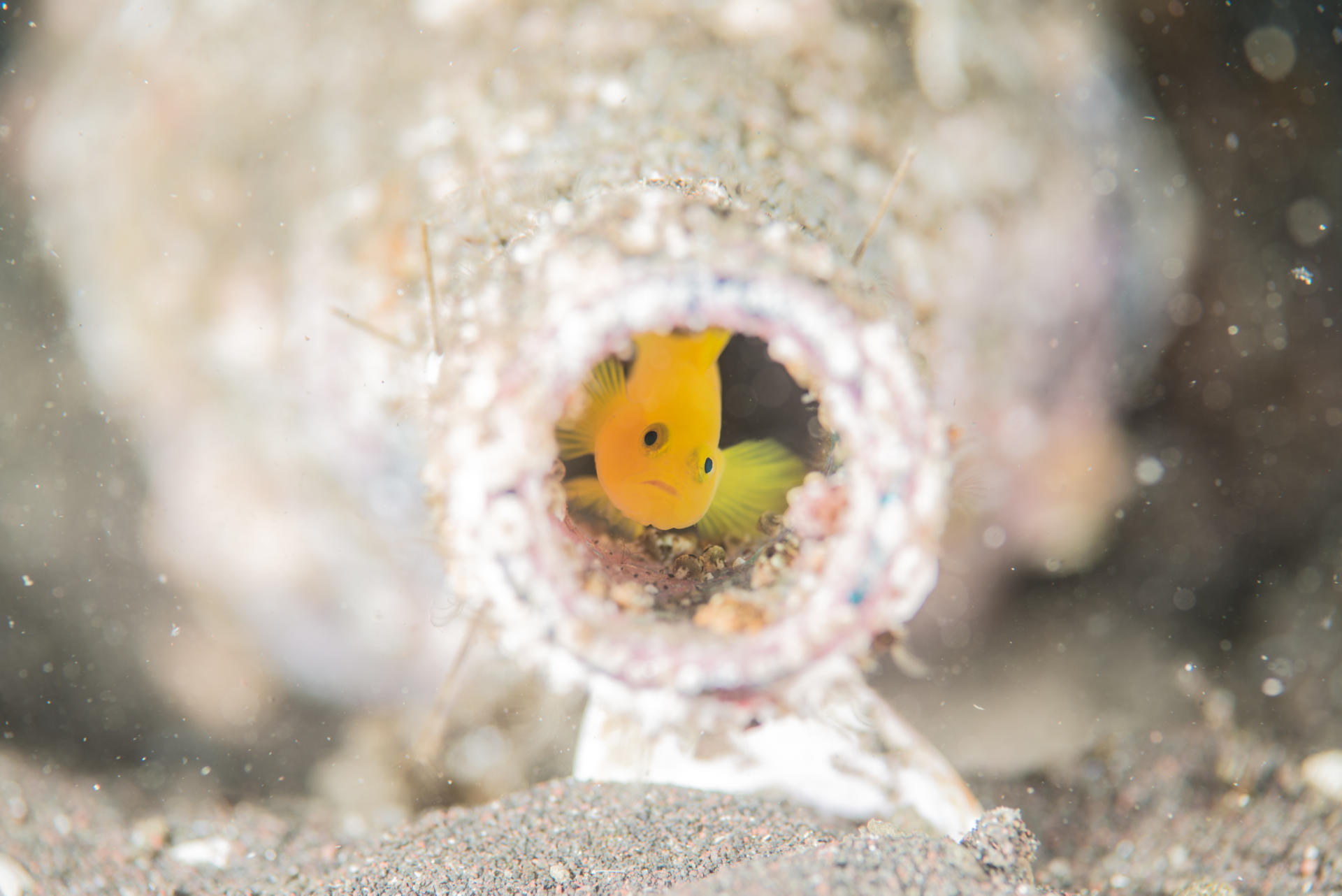 Japan’s Top 10 Dives - Outdoor Japan