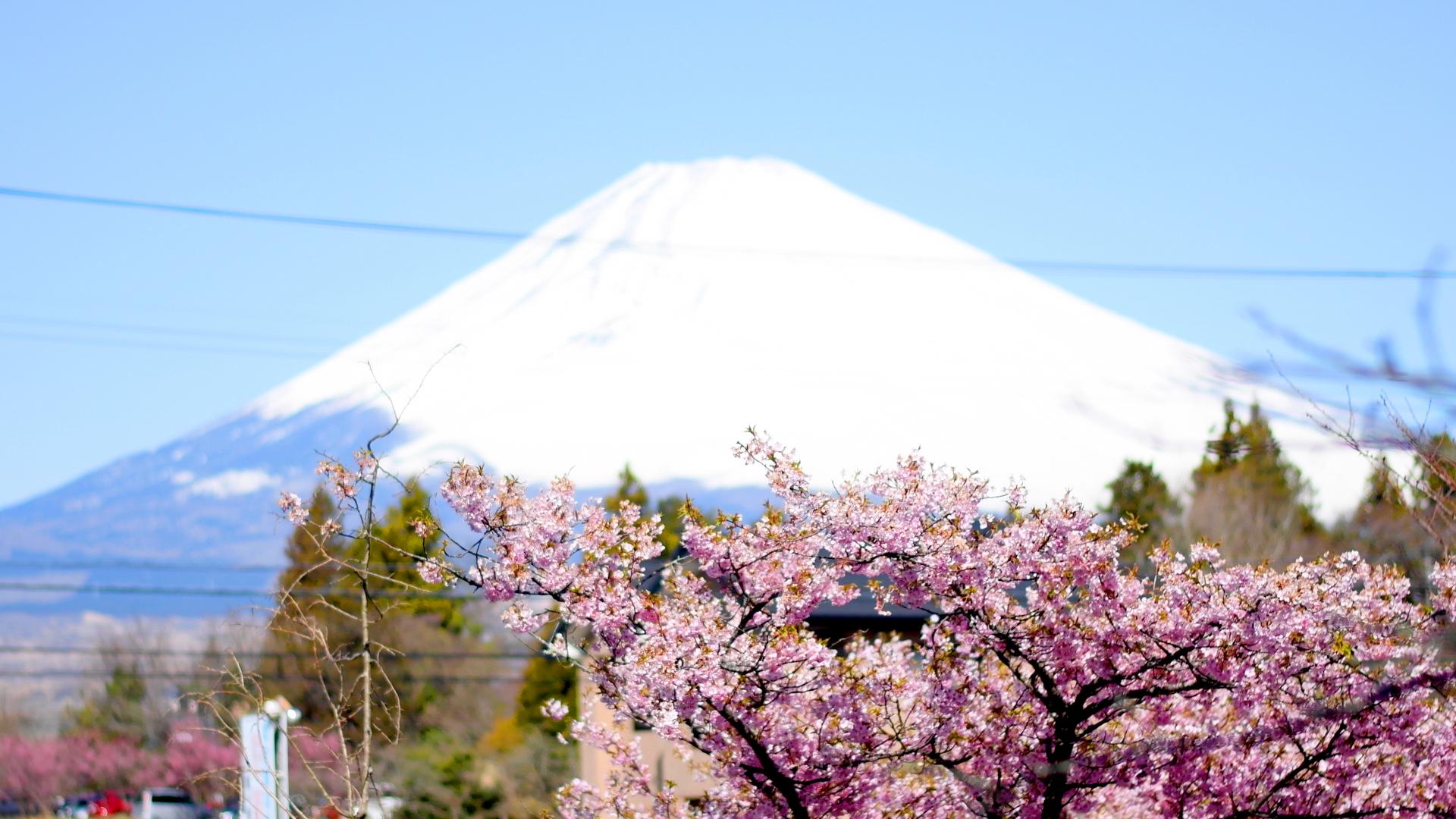 Pretty in Pink: Sakura Forecast Announced for 2021 - Outdoor Japan