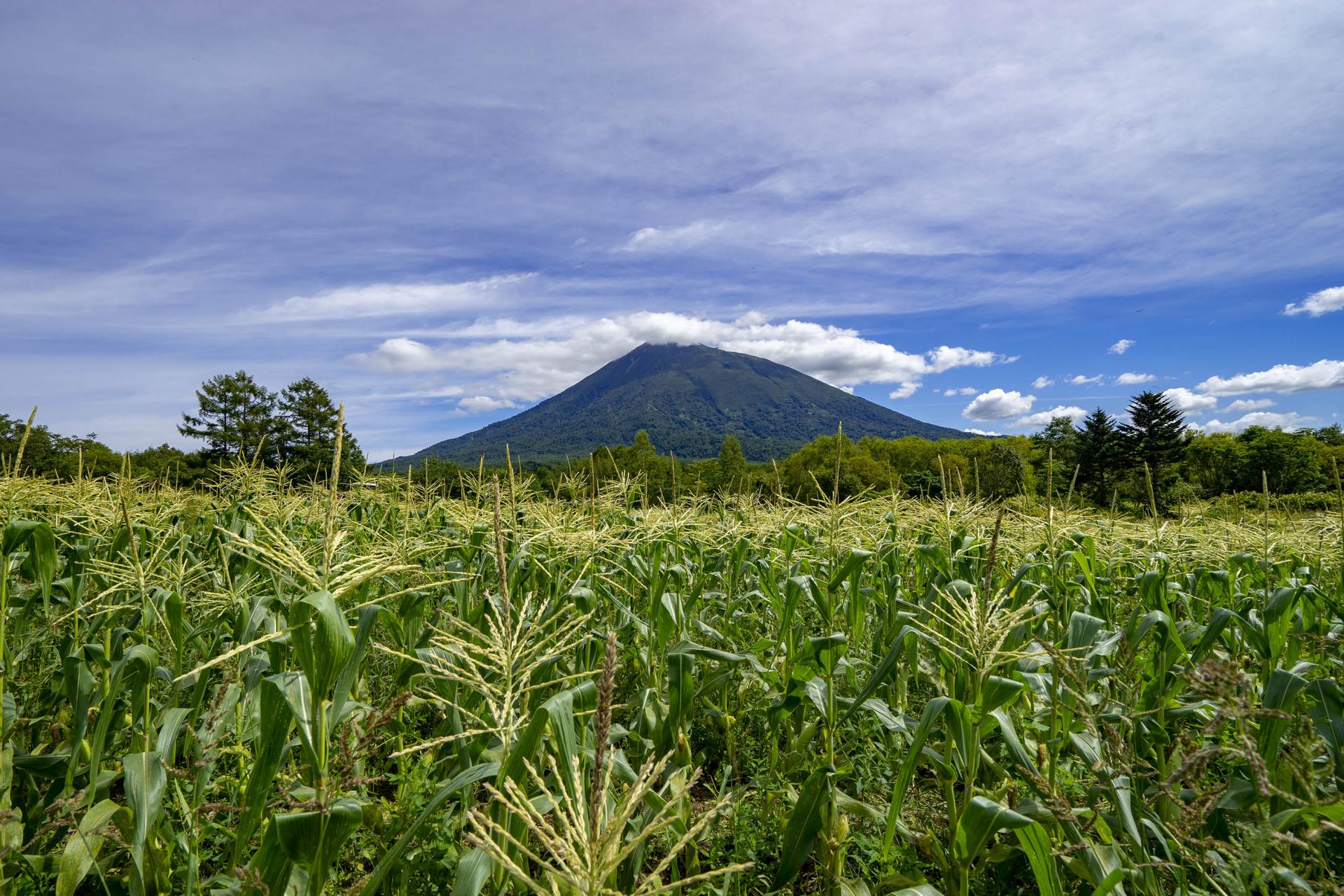 Farmers Markets in Japan: Fresh Home Delivery - Outdoor Japan