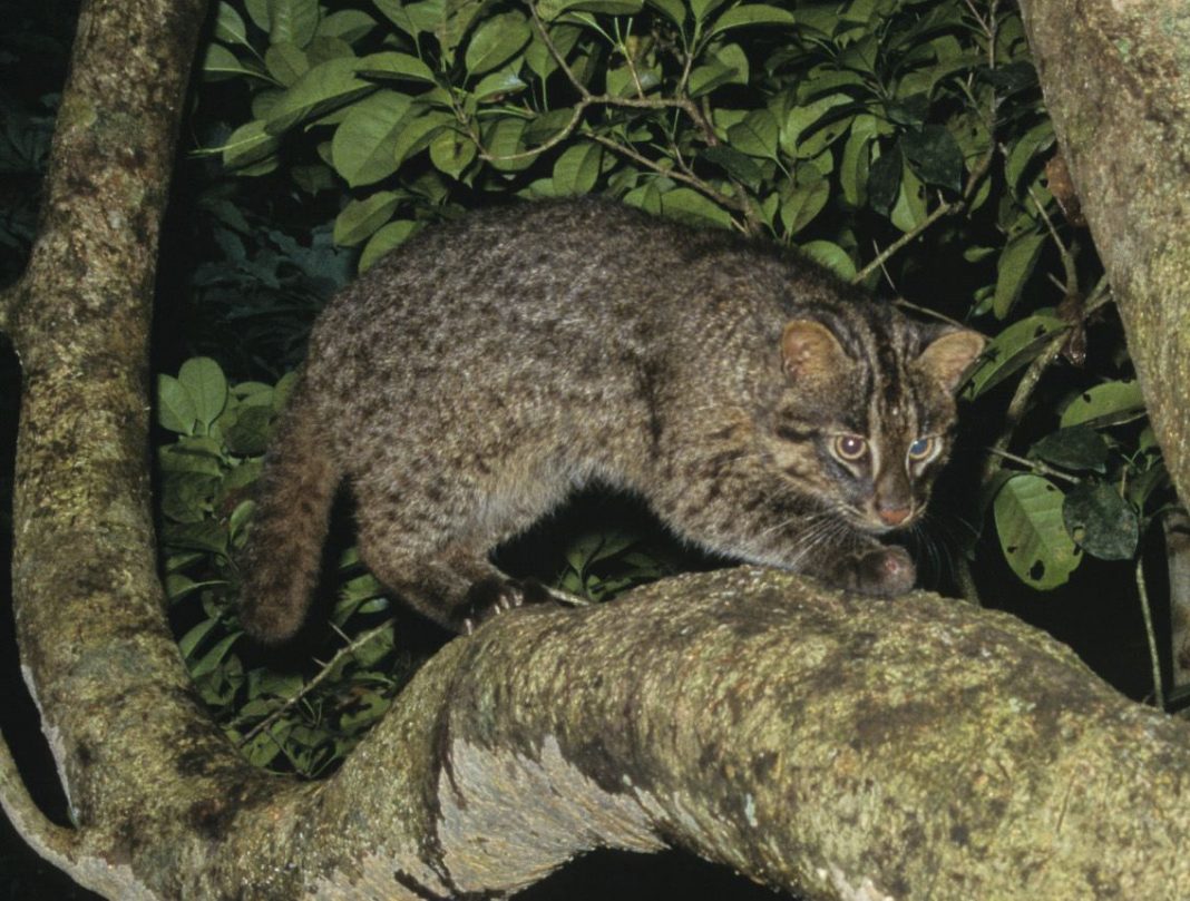 Iriomote's Endangered Wildcats - Outdoor Japan