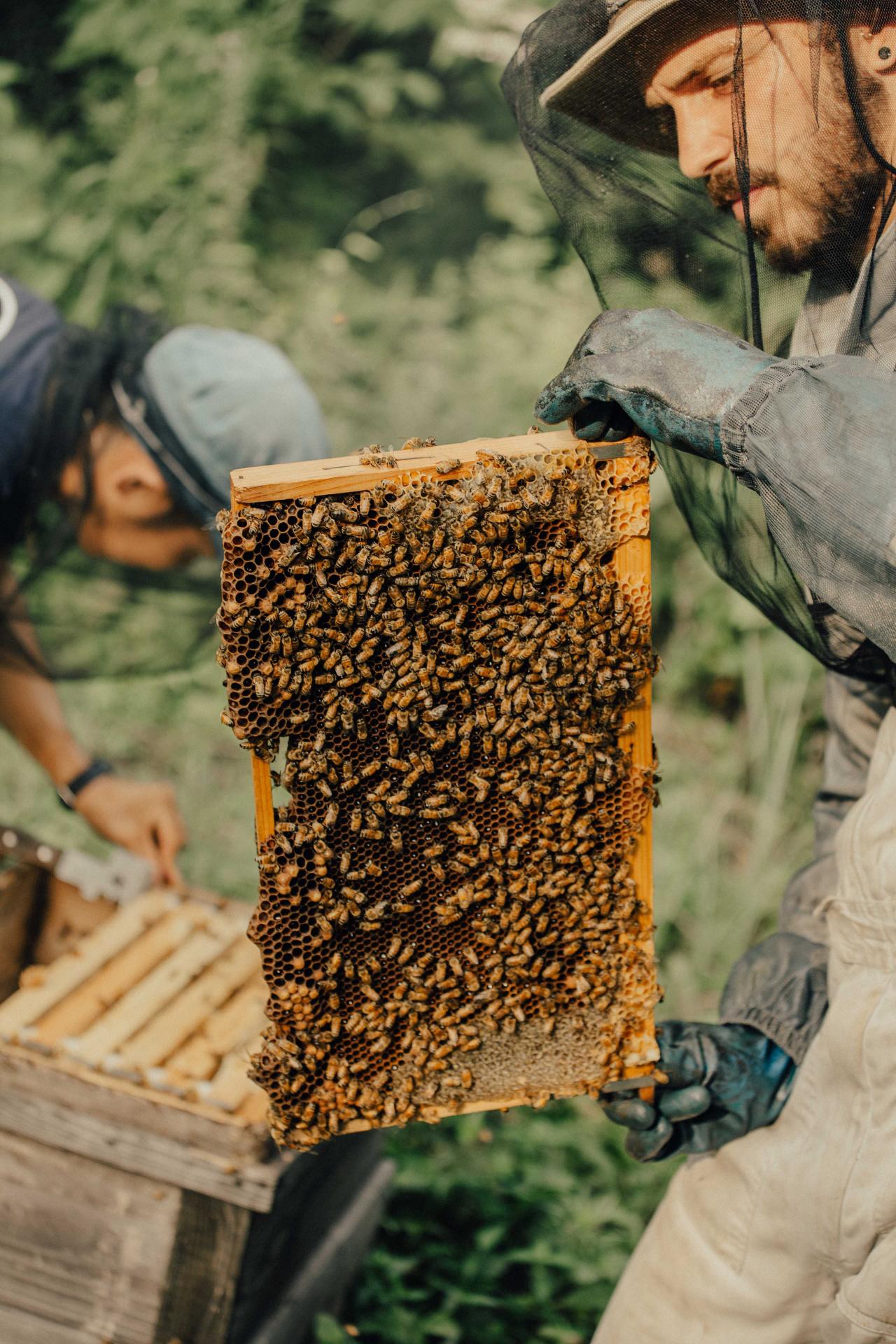 Honey Business in Tokushima - Outdoor Japan