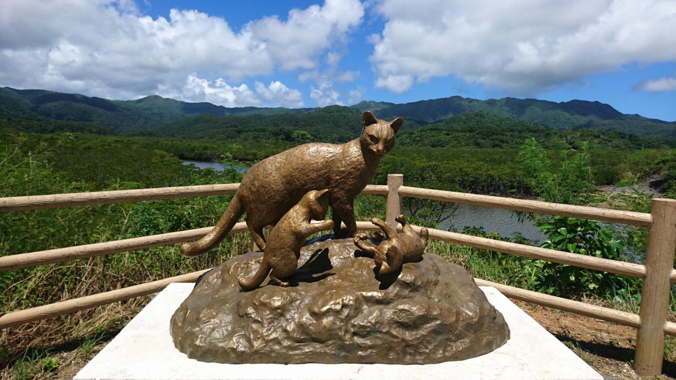 Iriomote's Endangered Wildcats - Outdoor Japan