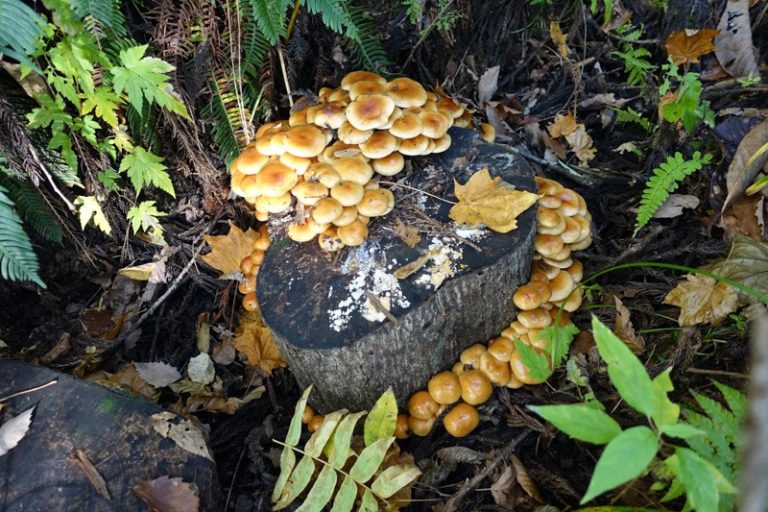 Tracking Akita's Matagi Hunters - Outdoor Japan