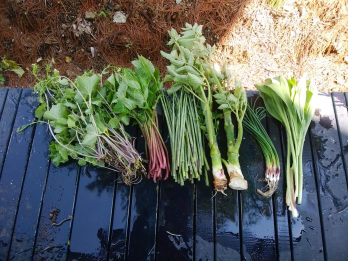 Tracking Akita's Matagi Hunters - Outdoor Japan