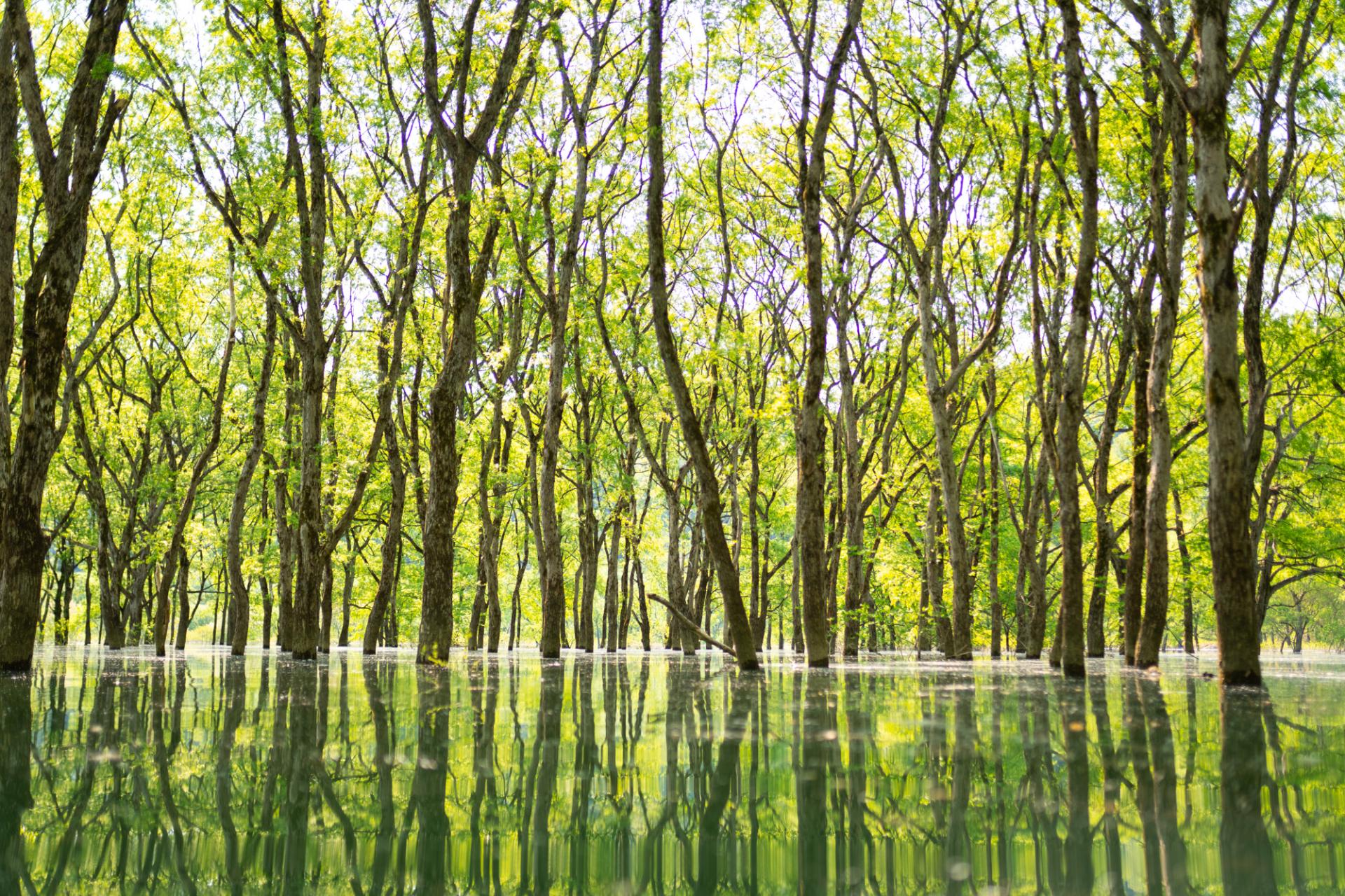 The Submerged Forests of Iide - Outdoor Japan