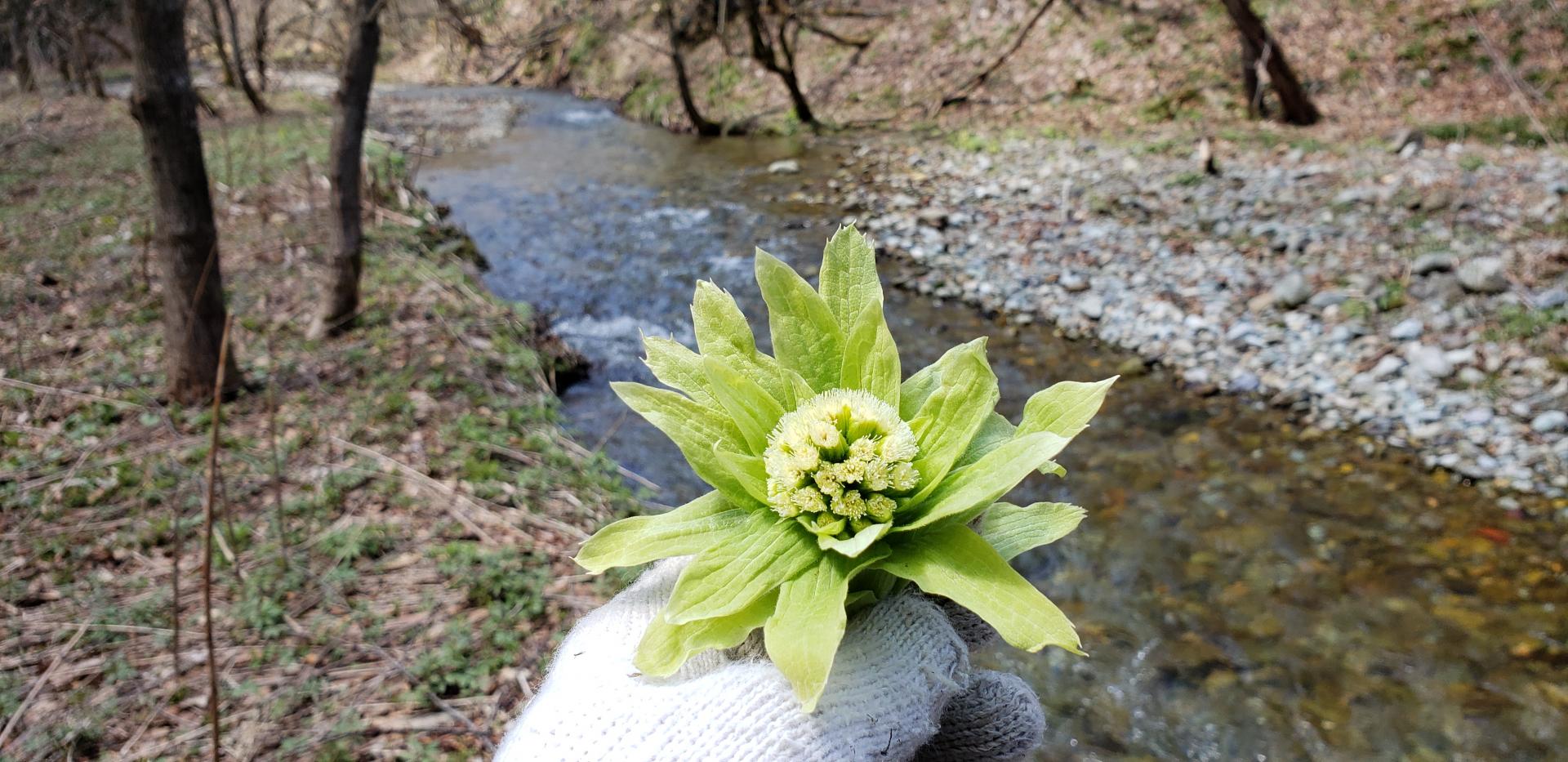 Spring Sansai - Outdoor Japan