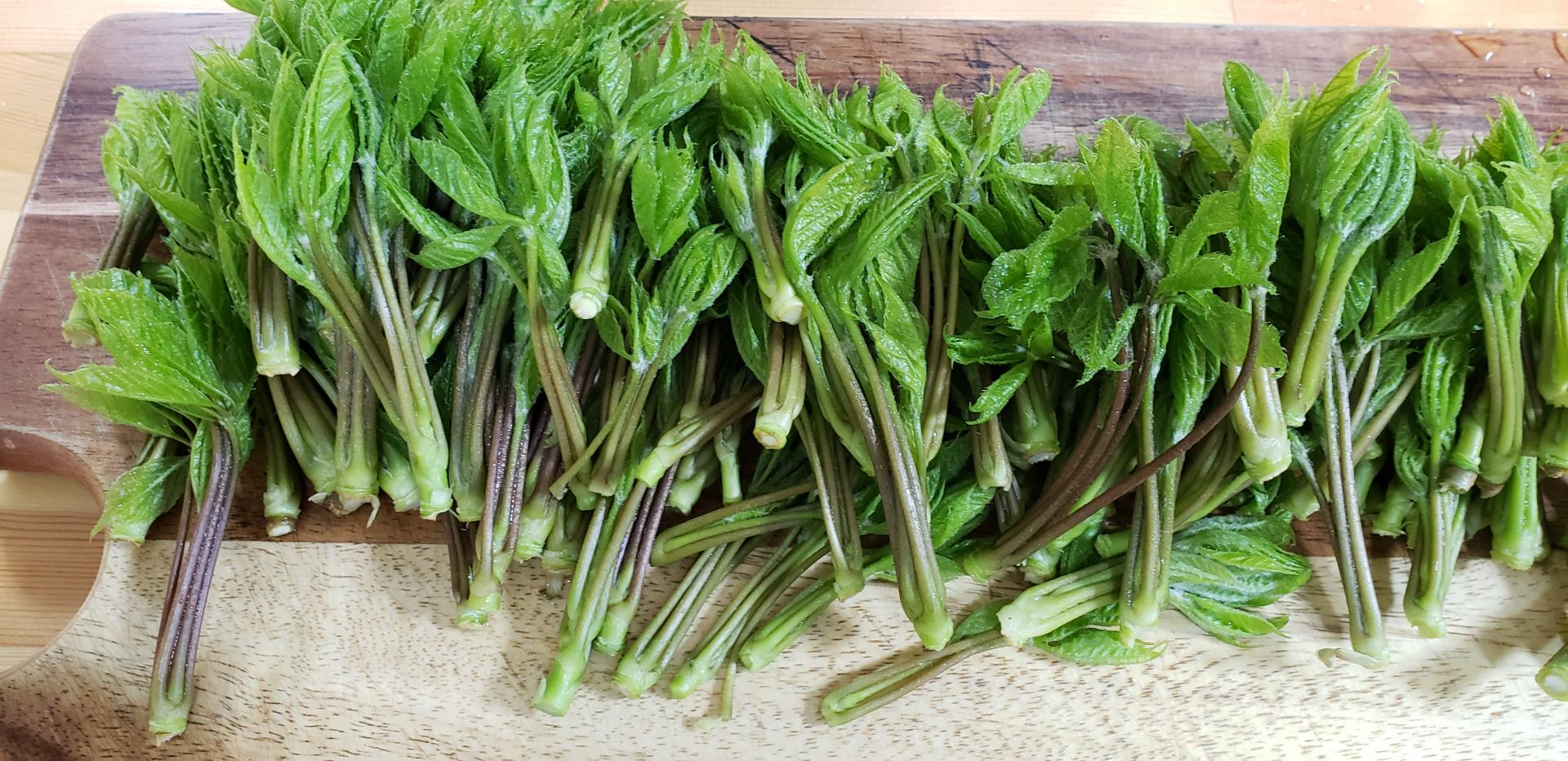 Spring Sansai - Outdoor Japan