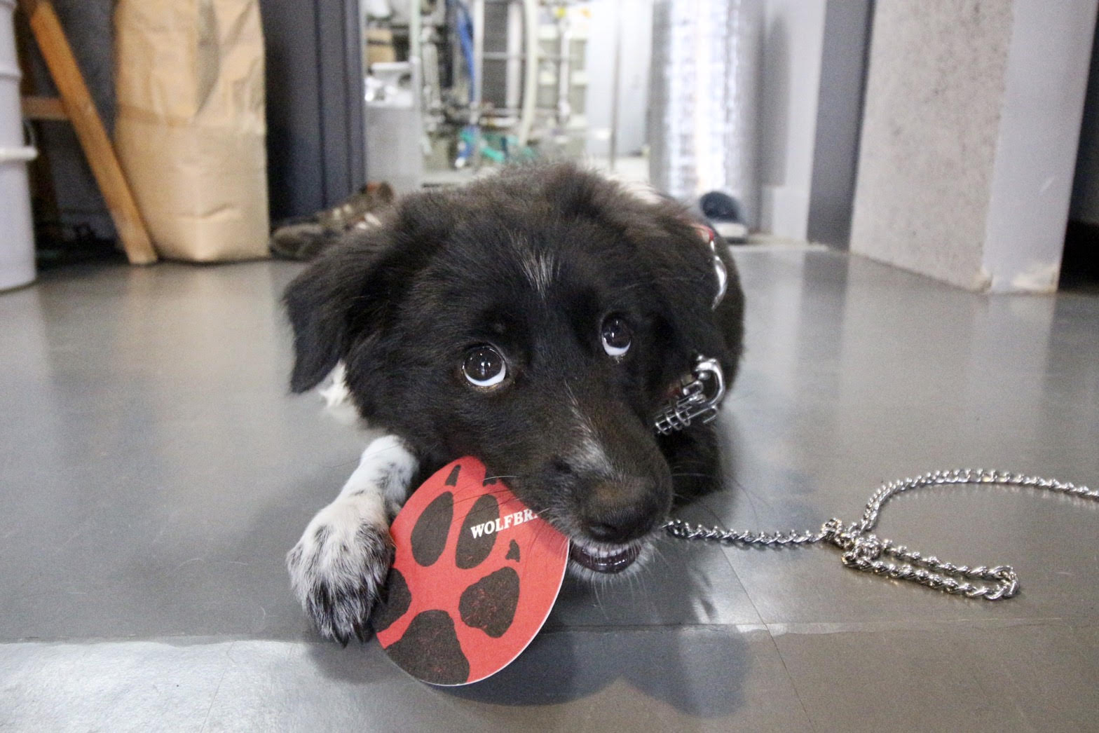 LOCAL BREW: WOLFBRÄU - Outdoor Japan
