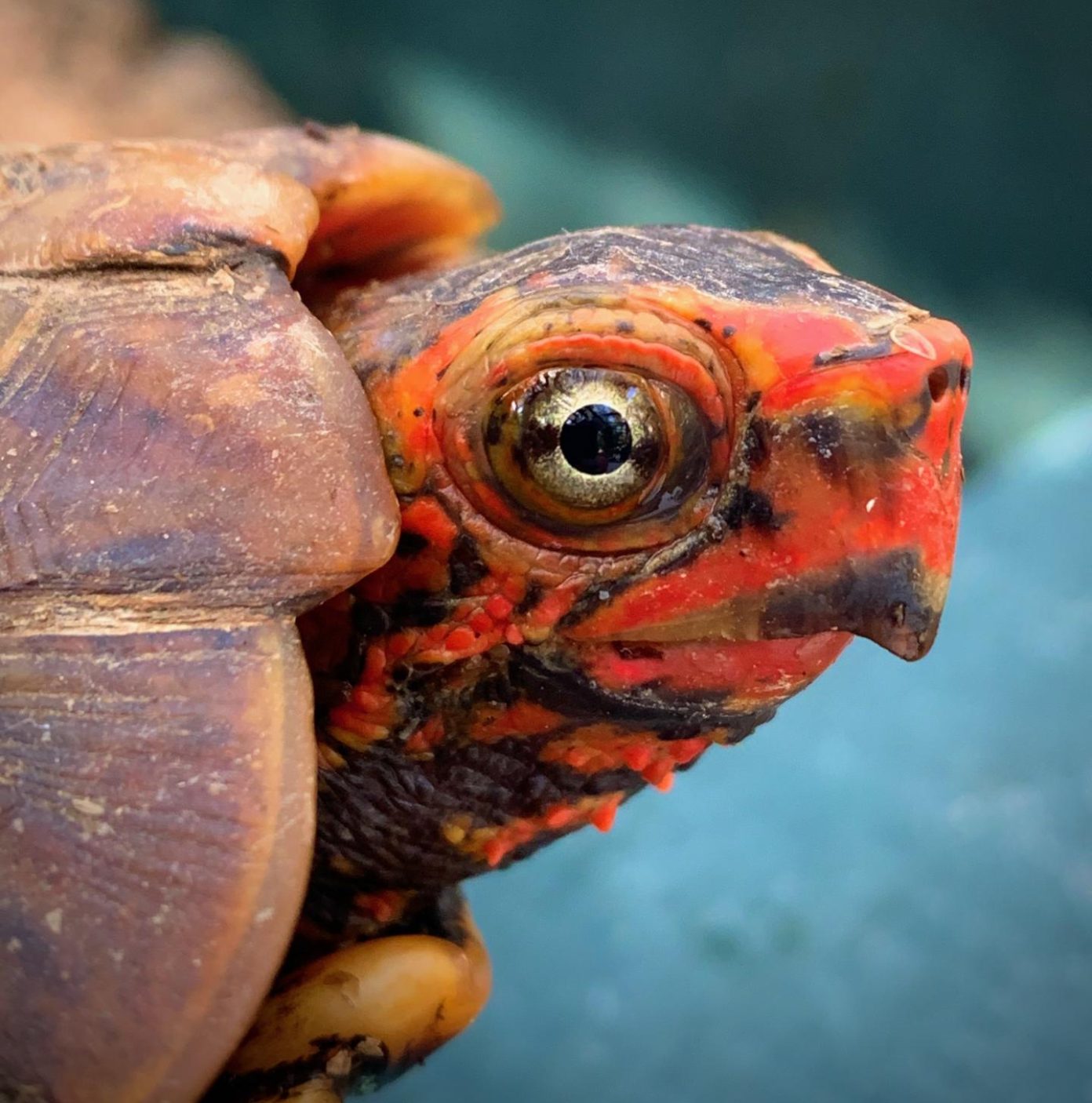 Ryukyu’s Mountain Turtles - Interview with Okinawa Turtle Centre’s Aya ...