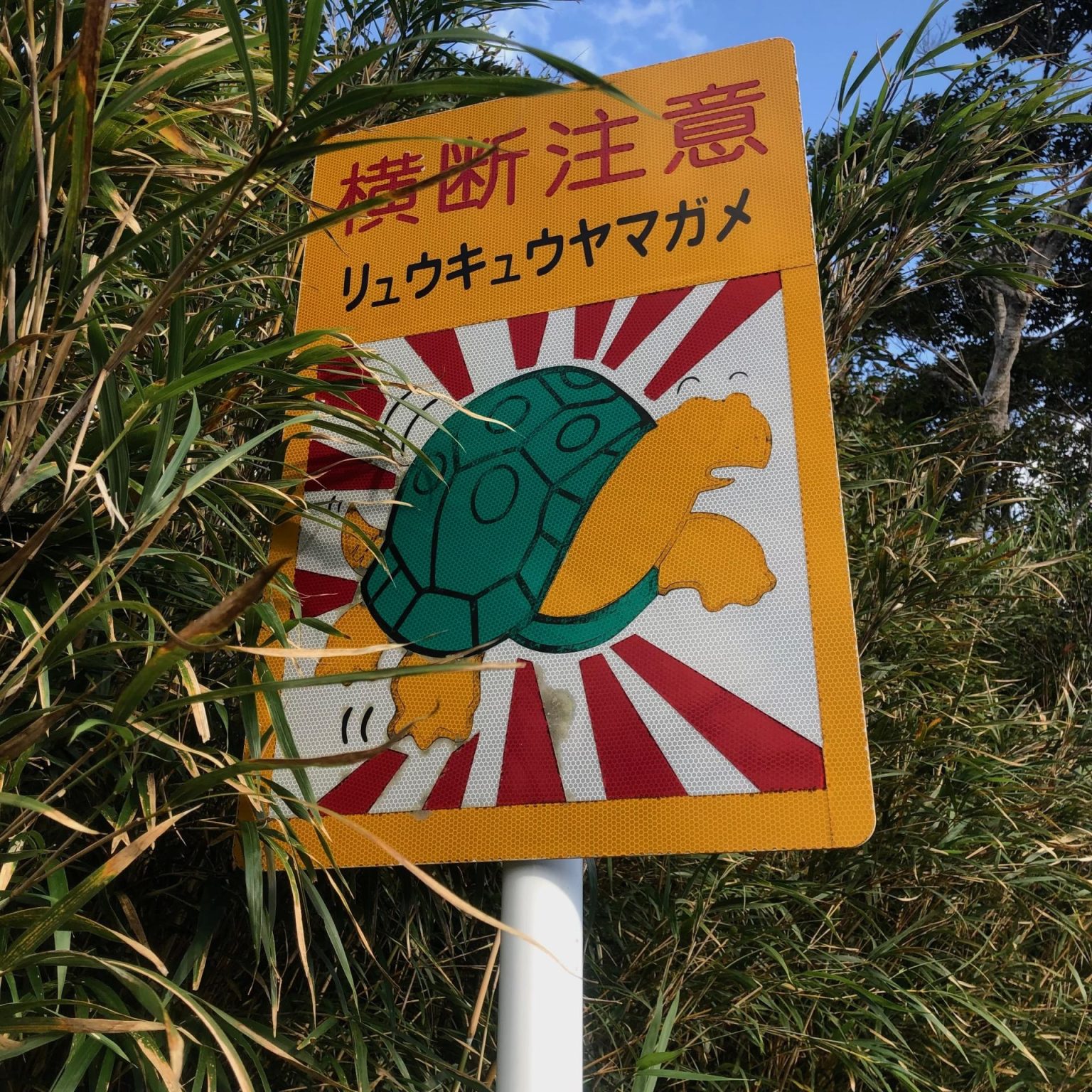 Ryukyu’s Mountain Turtles - Interview with Okinawa Turtle Centre’s Aya ...